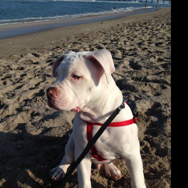 Dog Friendly Juno Beach, FL