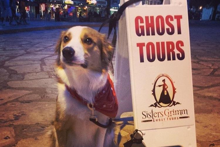 Dog Friendly Activities In San Antonio TX BringFido dog-friendly-activities-in-san-antonio-tx-bringfido