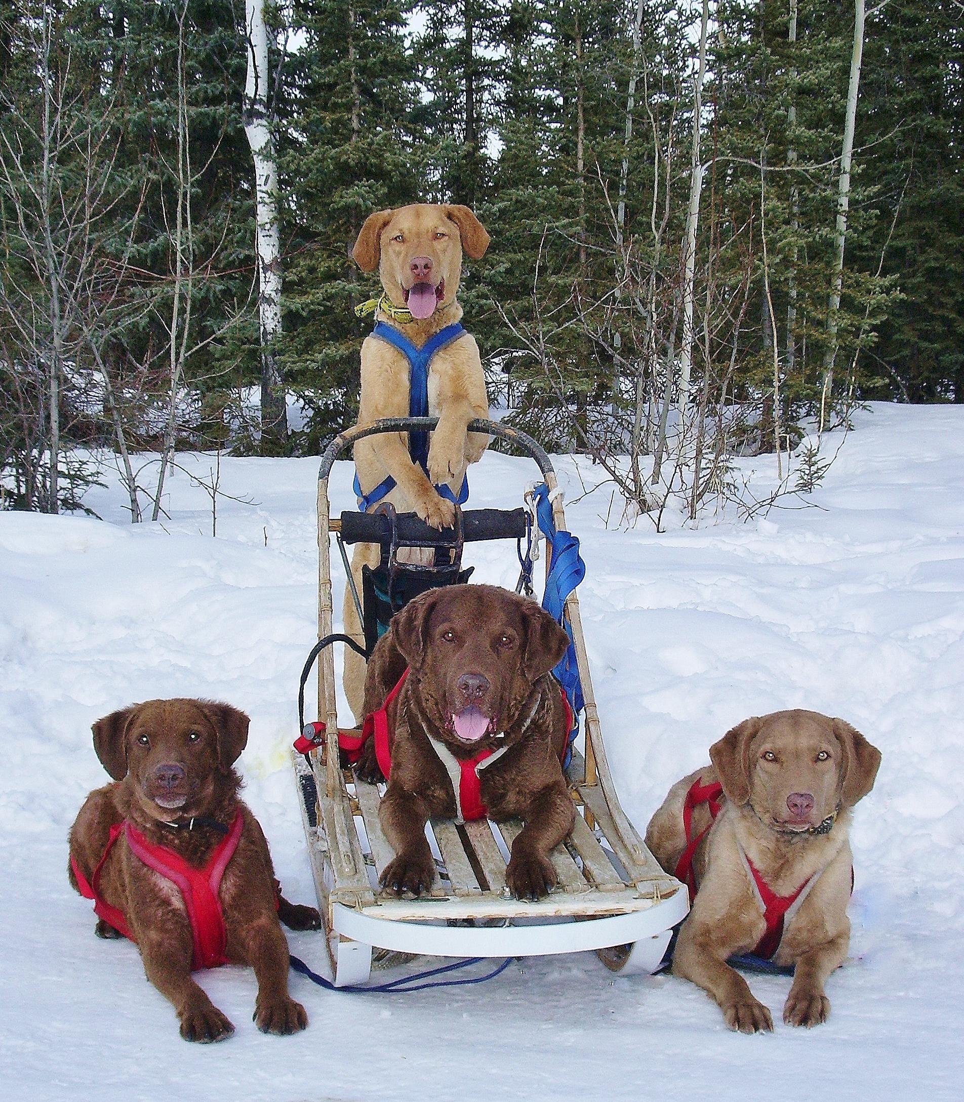Any dog can Pull a Sled ⋆ BringFido