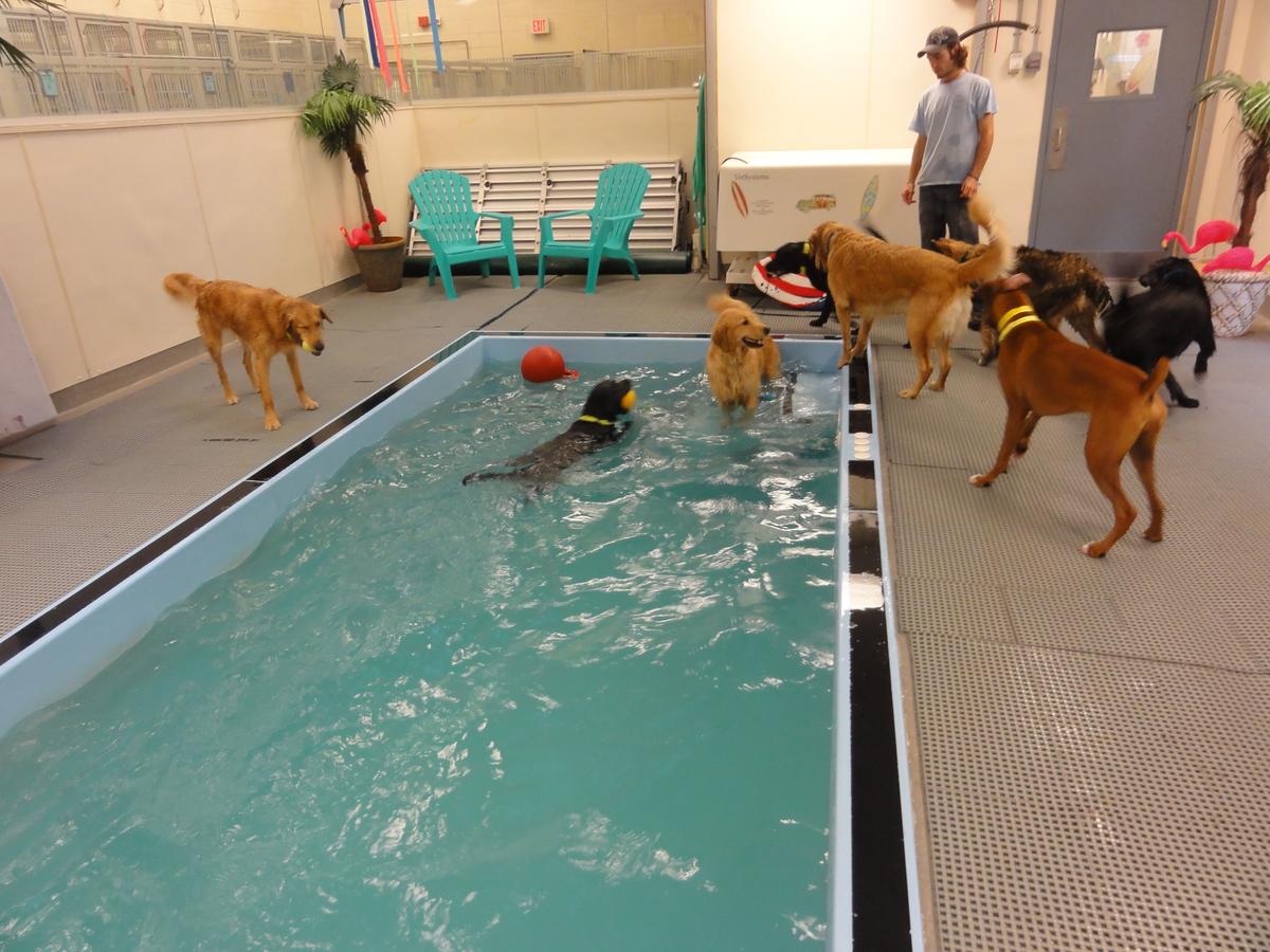 Canine Cardio Fit Camp
