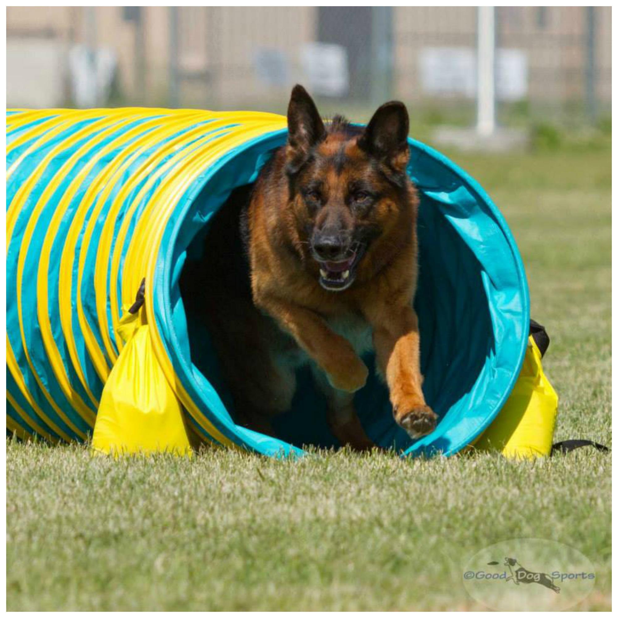 BringFido to ST. LOUIS UPDOG CHALLENGE