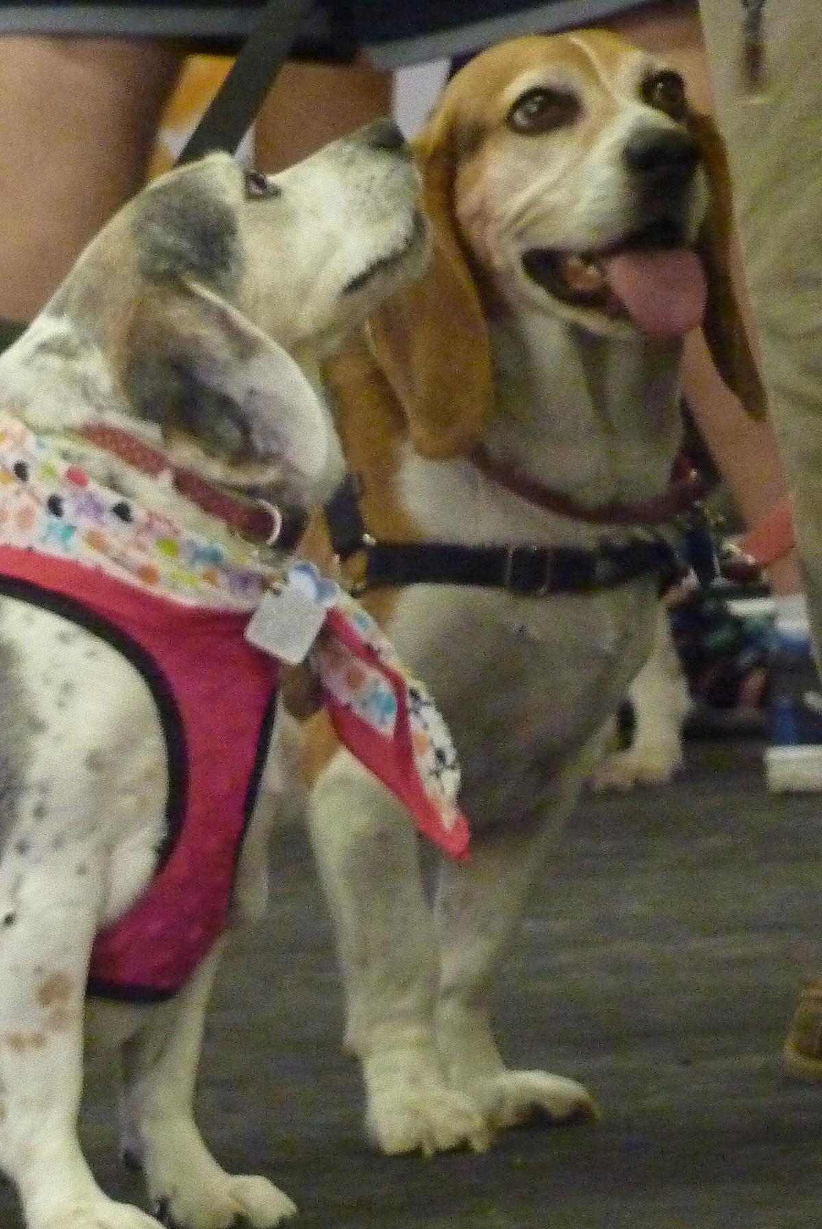 12th Annual Beagle Bash