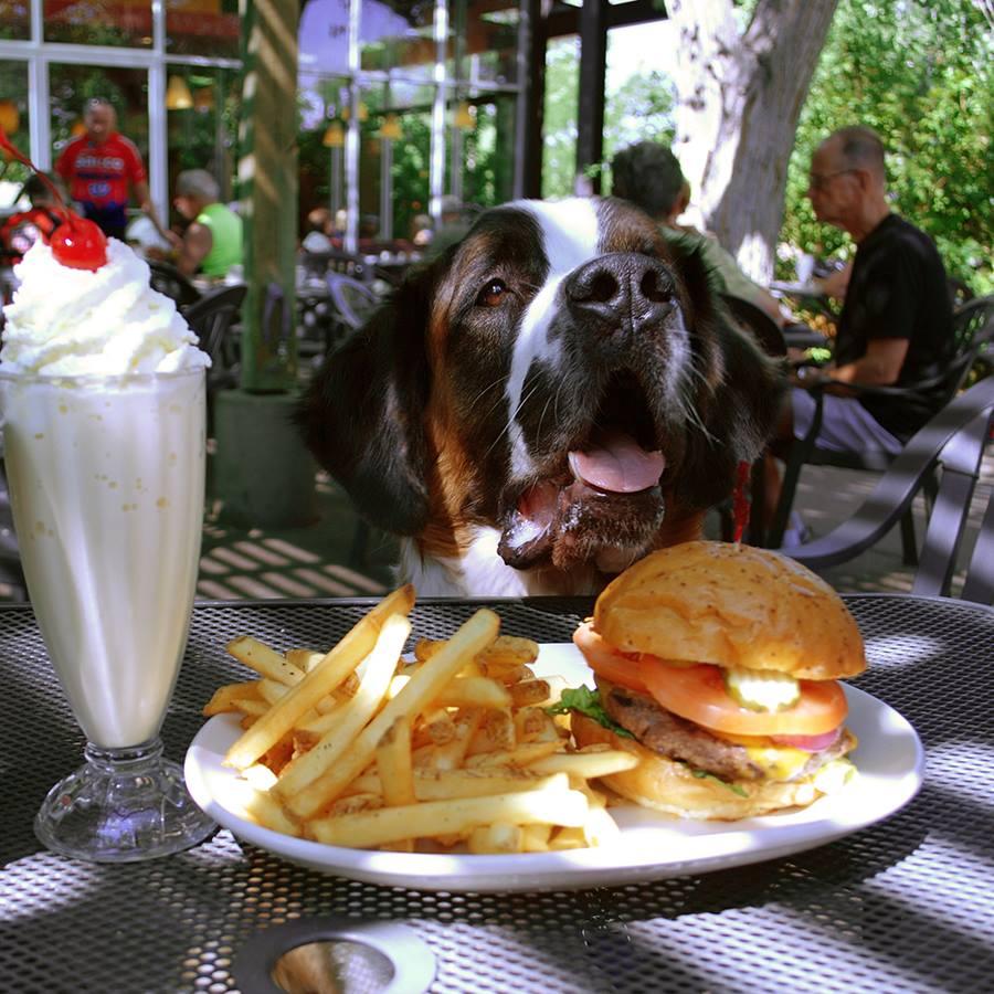 Flying Star Cafe Rio Grande Pet Policy