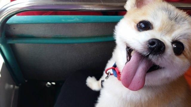 Dog Friendly Hot Springs, AR