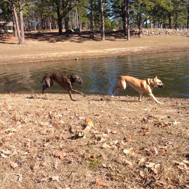 Dog Friendly Arkansas