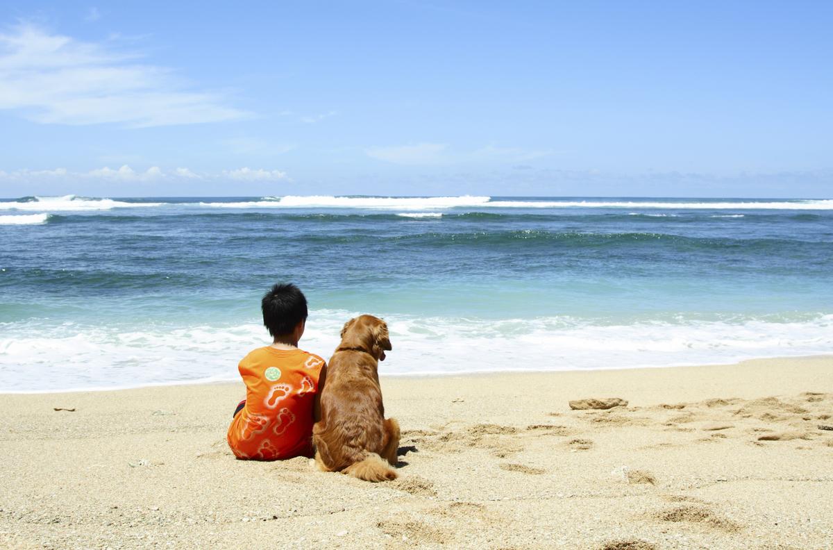 Rimini Dog No Problem Dog Beach