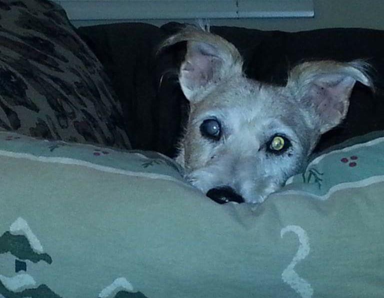 Dog Friendly Pennsylvania