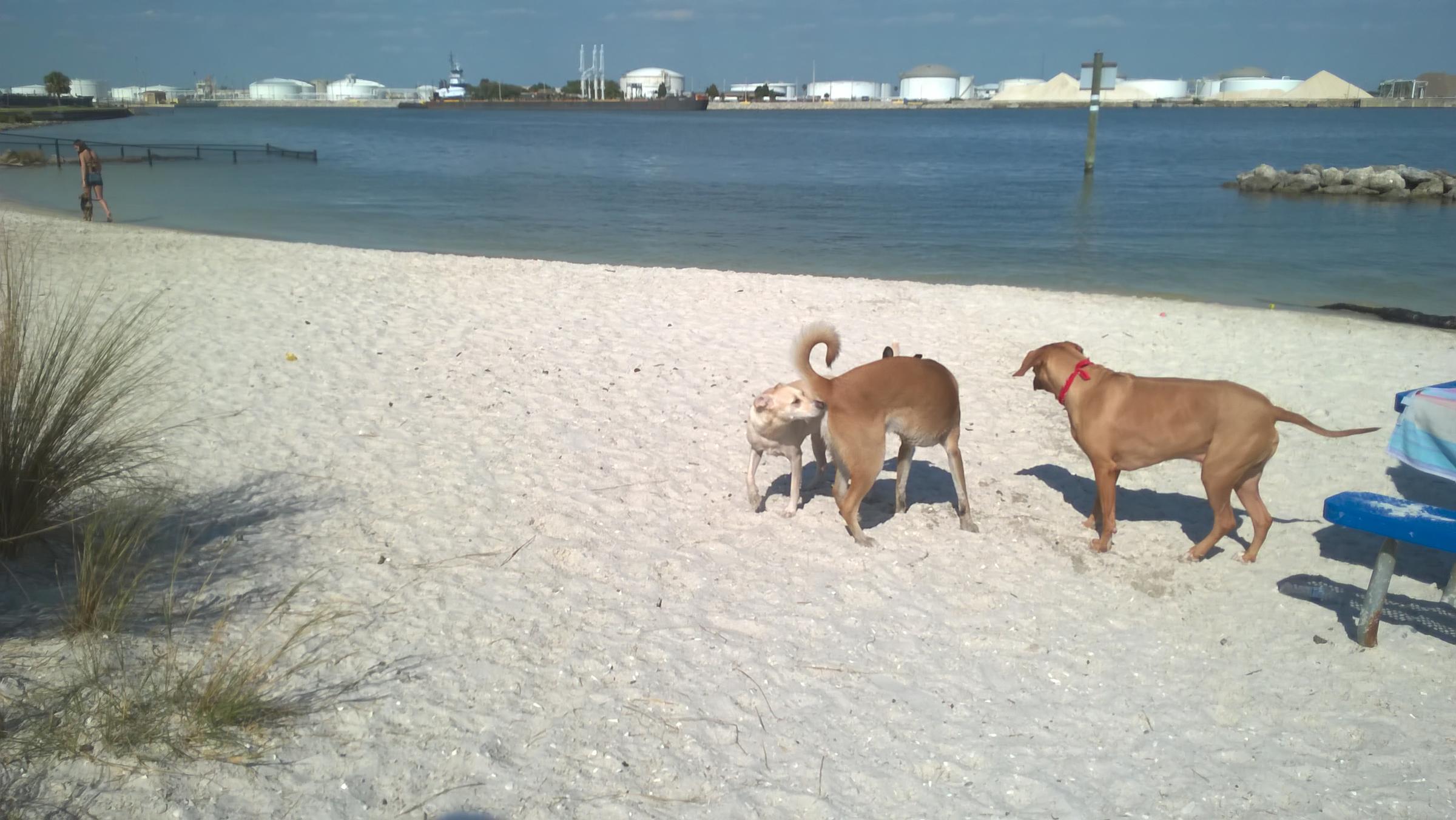Davis Island Dog Park