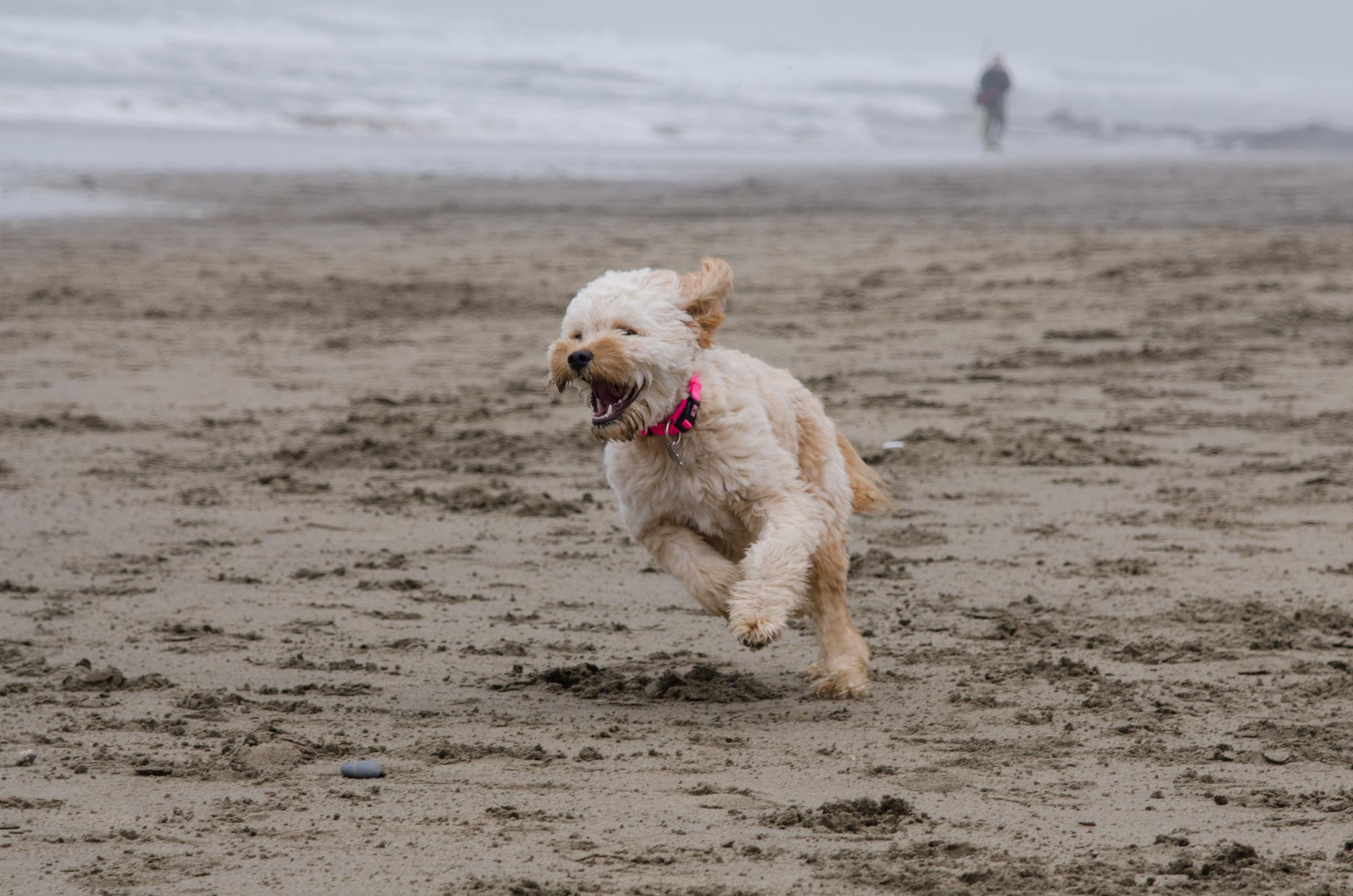 Fort Funston