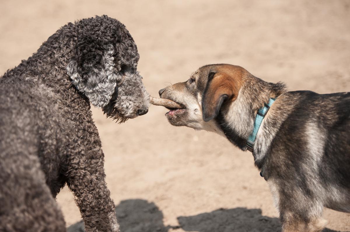 Florissant Dog Park at Duchesne Park
