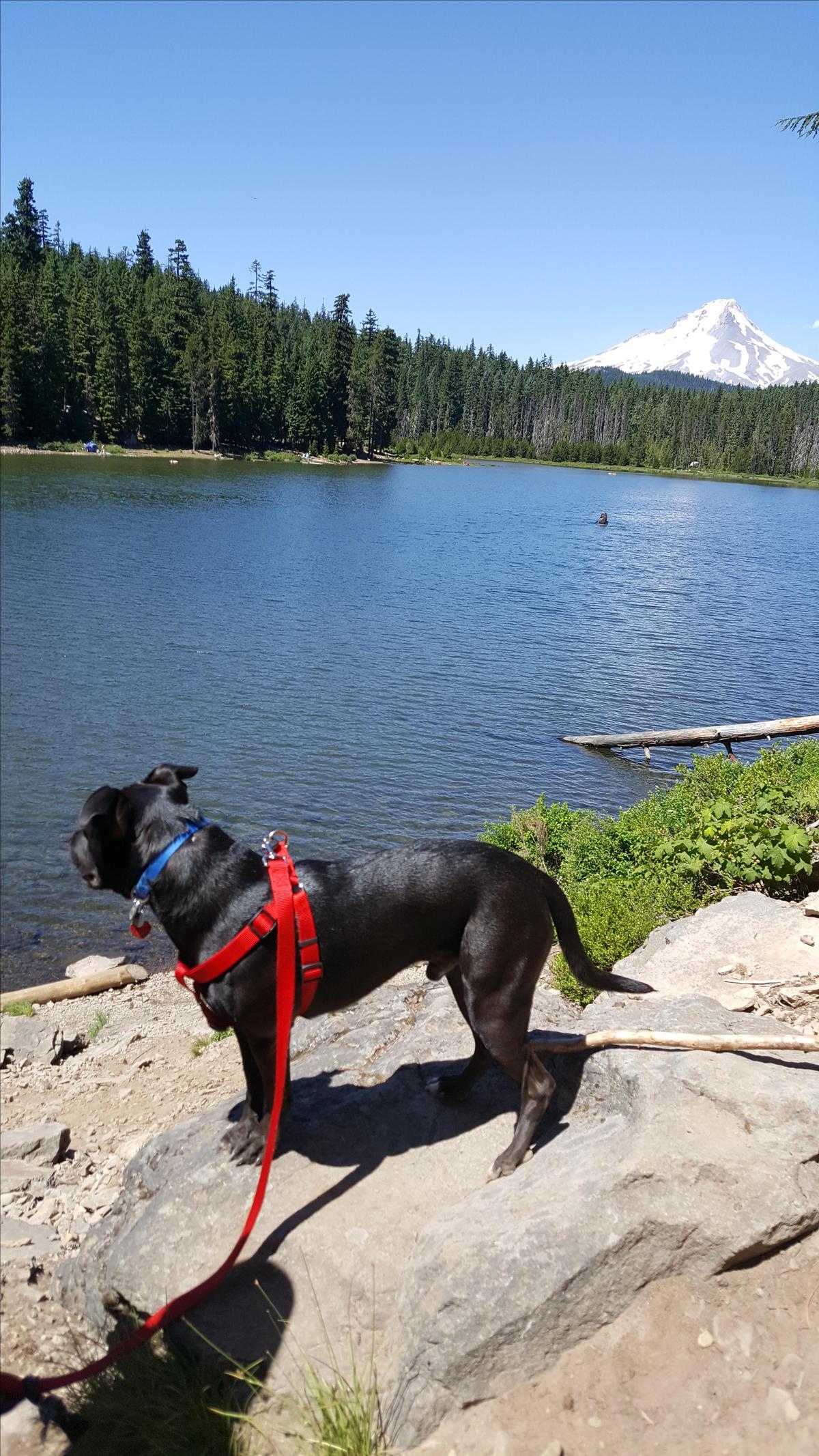 Frog Lake Campground Pet Policy