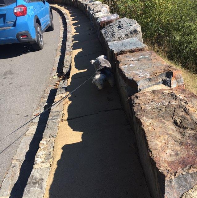 Dog Friendly Hot Springs, AR