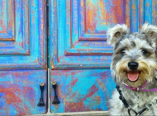 Dog Friendly California