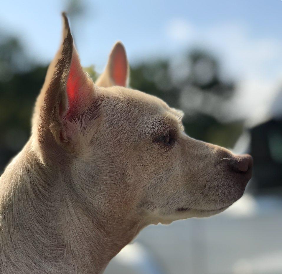 Dog Friendly California