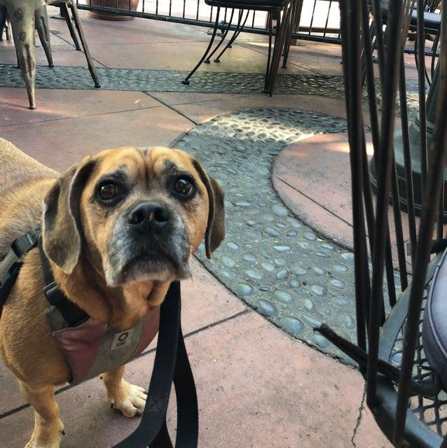 Dog Friendly California