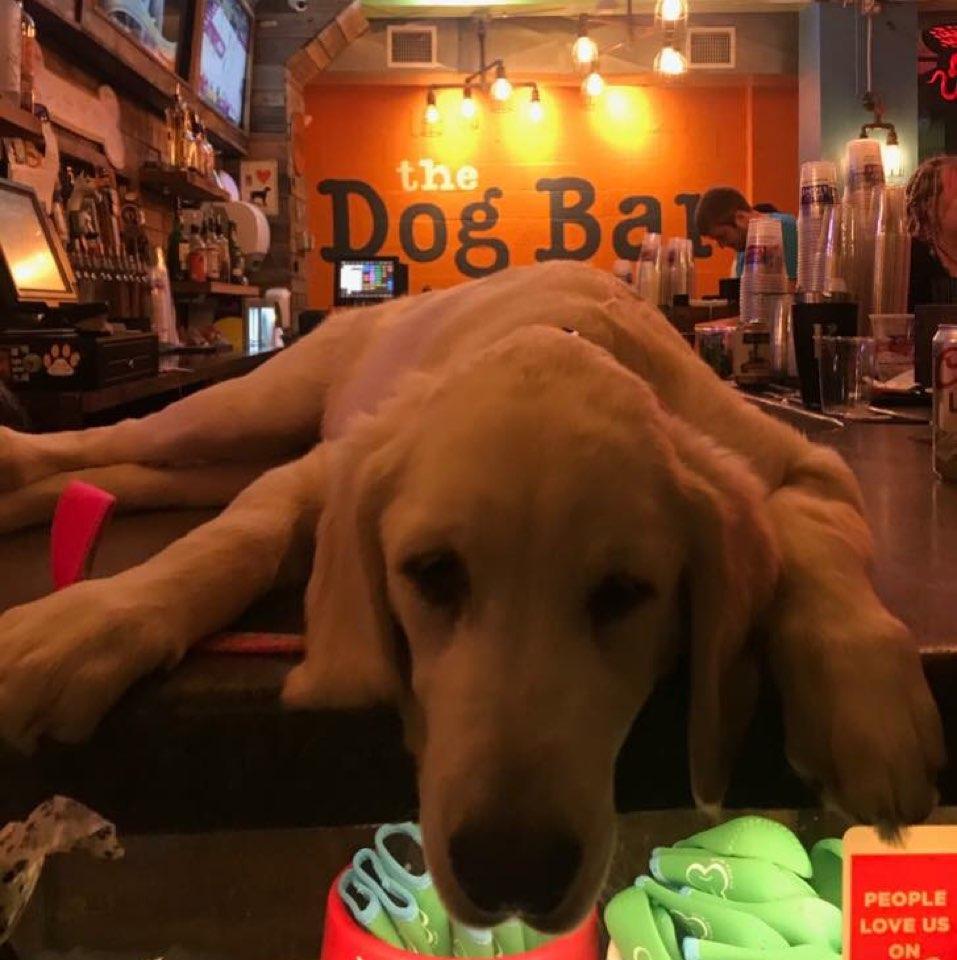 The Dog Bar