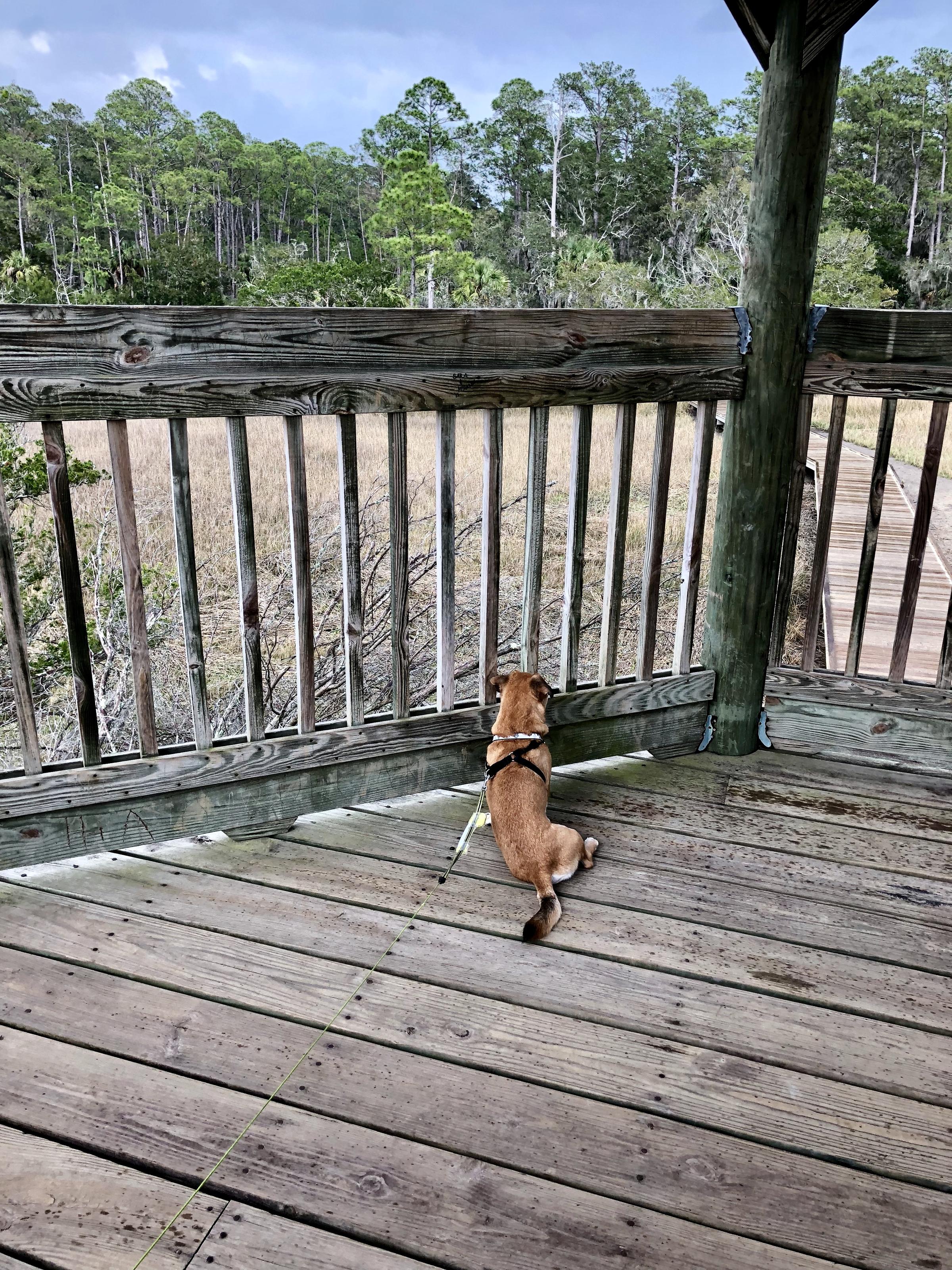 Astro the Dog @ Skidaway Island State Park, Savannah ⋆ BringFido
