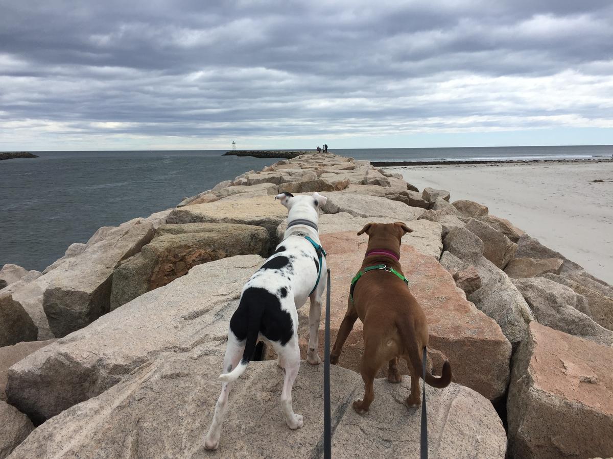 Dog Friendly Wells ME BringFido dog-friendly-wells-me-bringfido