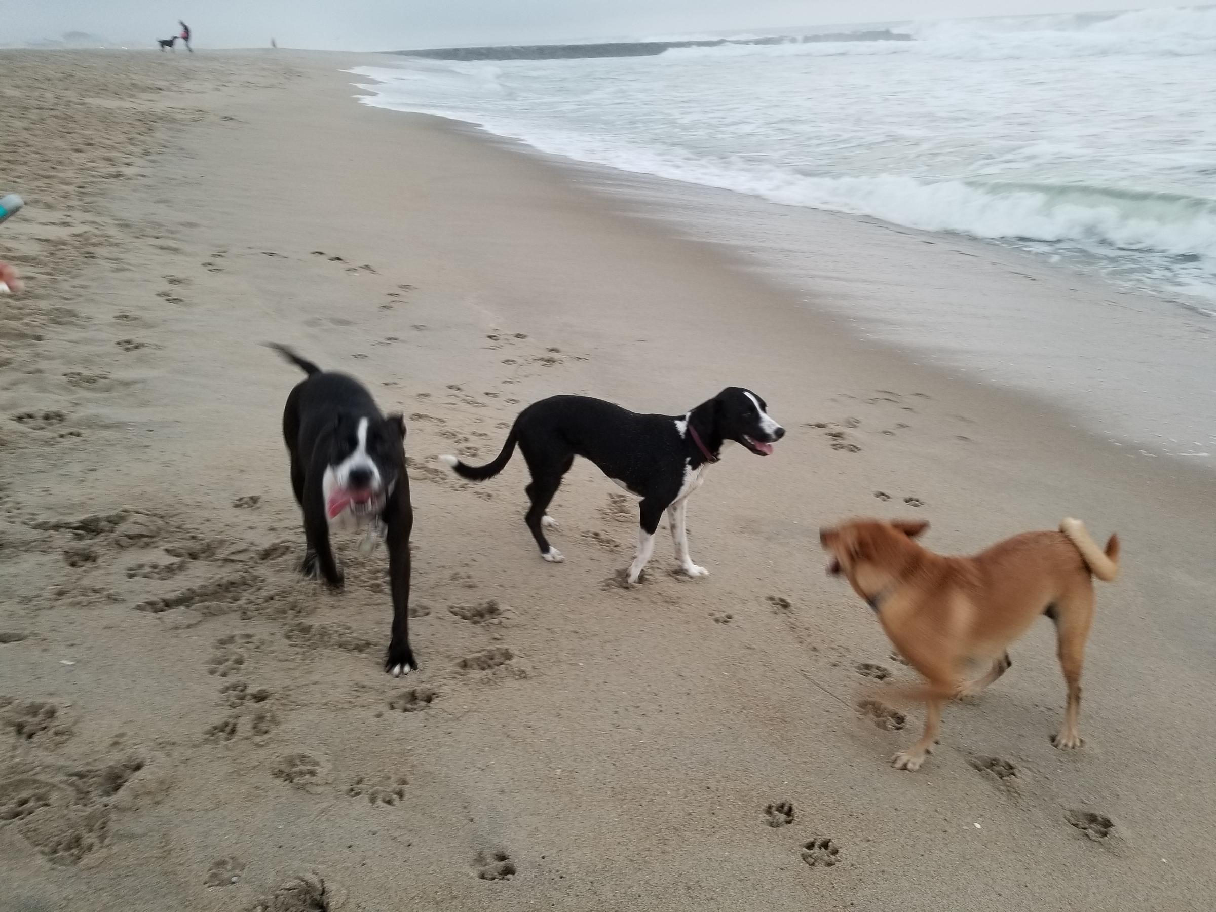 8th Ave Dog Beach