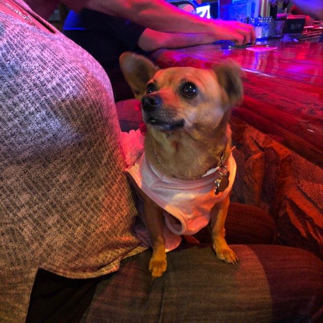 Pup at the Bar ⋆ BringFido