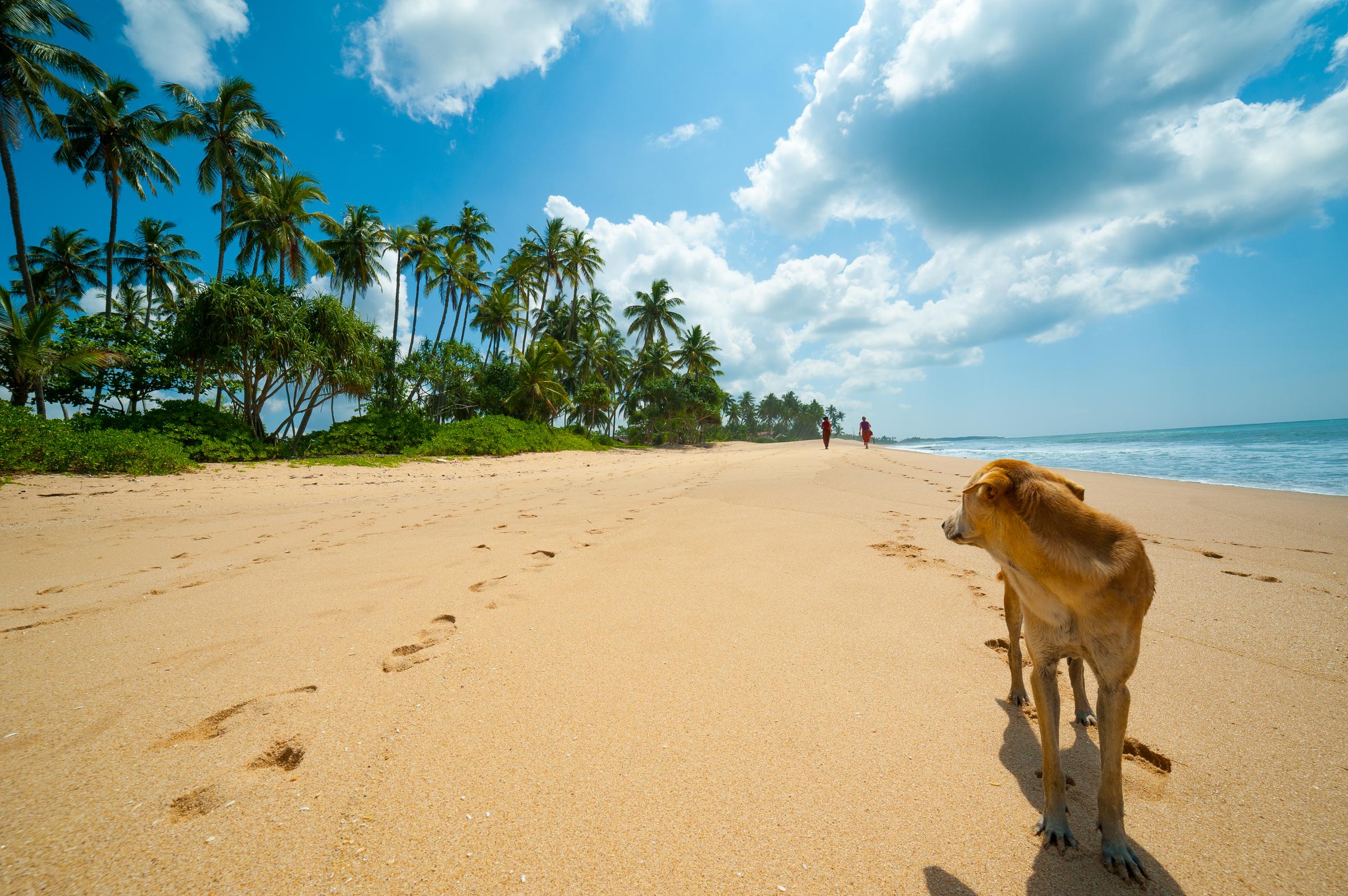 Dog Friendly Maldives - BringFido
