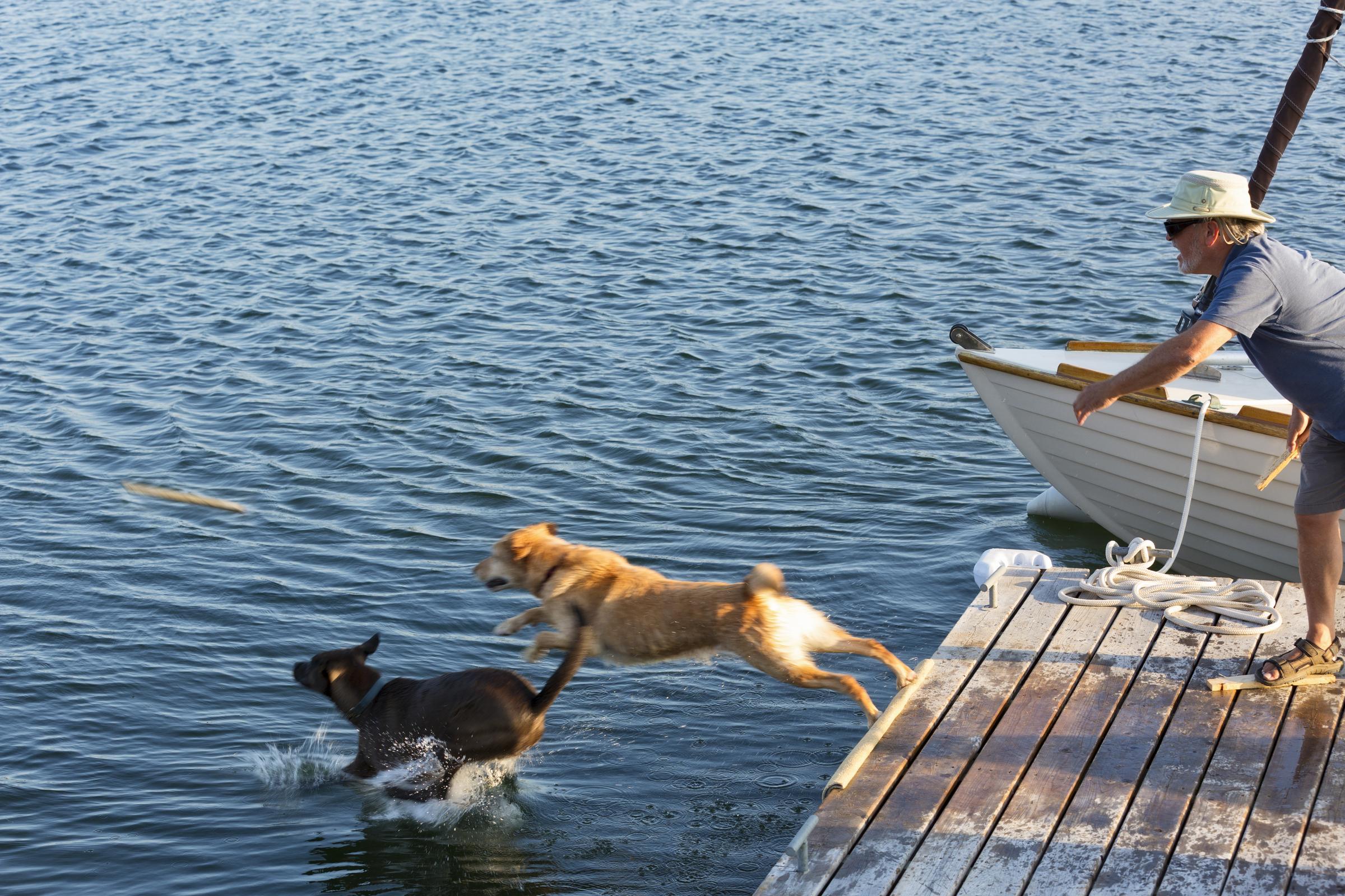 Dogs Fetch a Stick into Water ⋆ BringFido