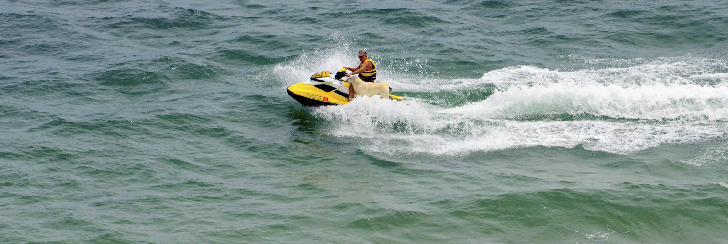 Dog on a jet ski on the ocean in the summer ⋆ BringFido