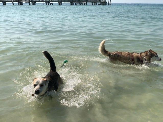 Key West Dog Beach