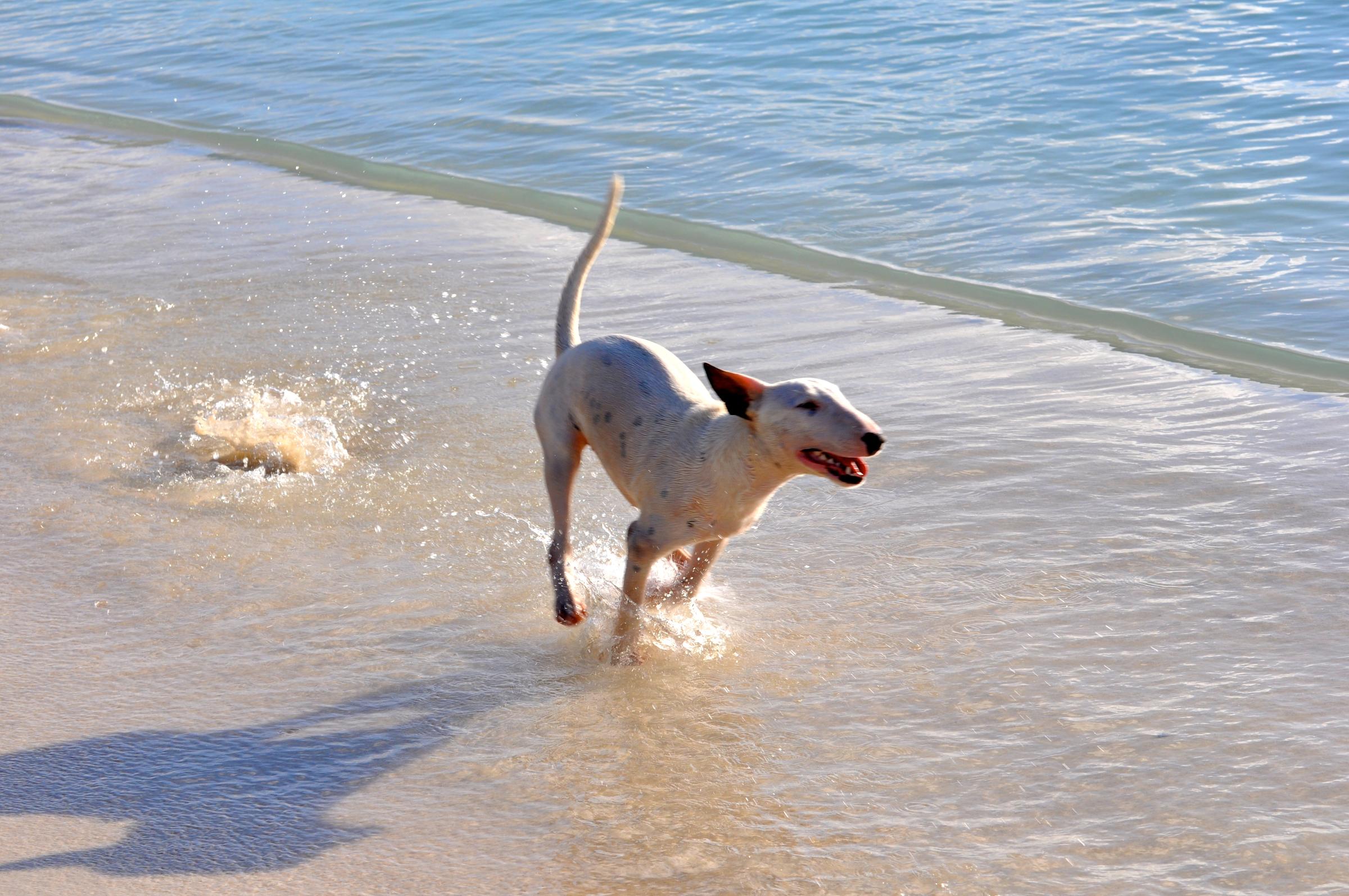 Dog Friendly Aruba - BringFido