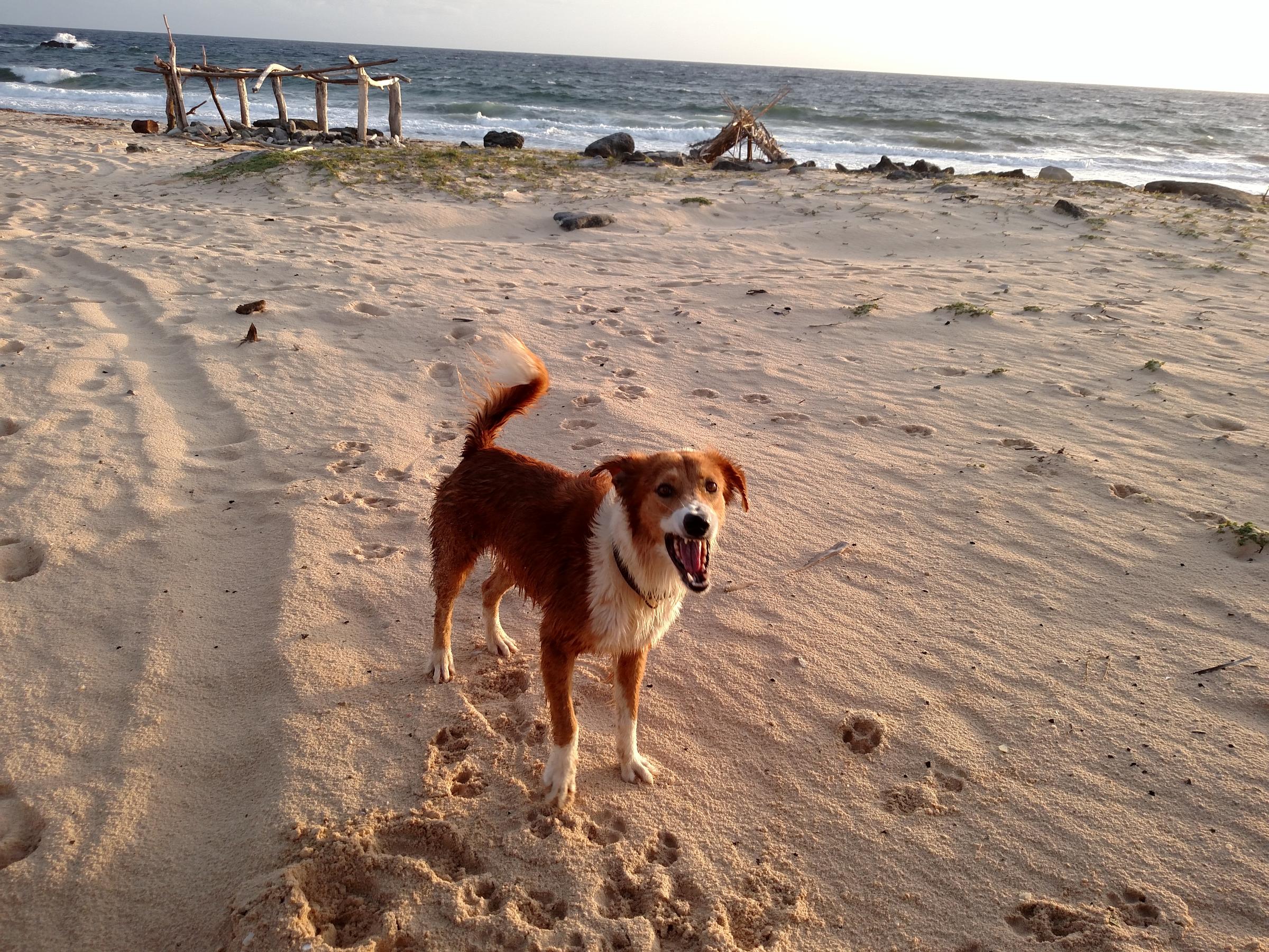Dog Friendly Aruba - BringFido