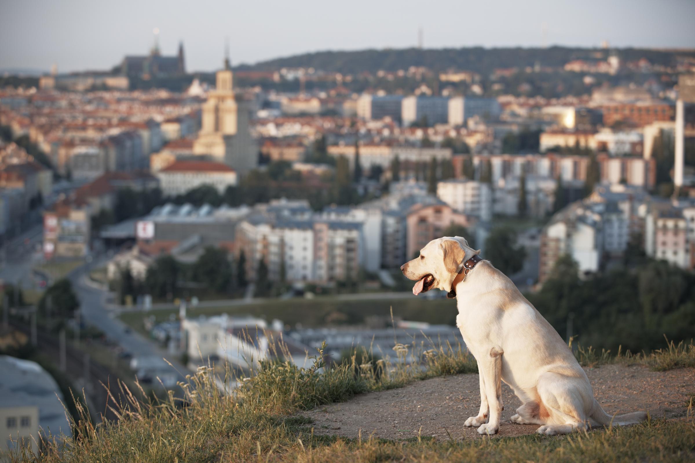 Dog Friendly Prague, CZ - Bring Fido