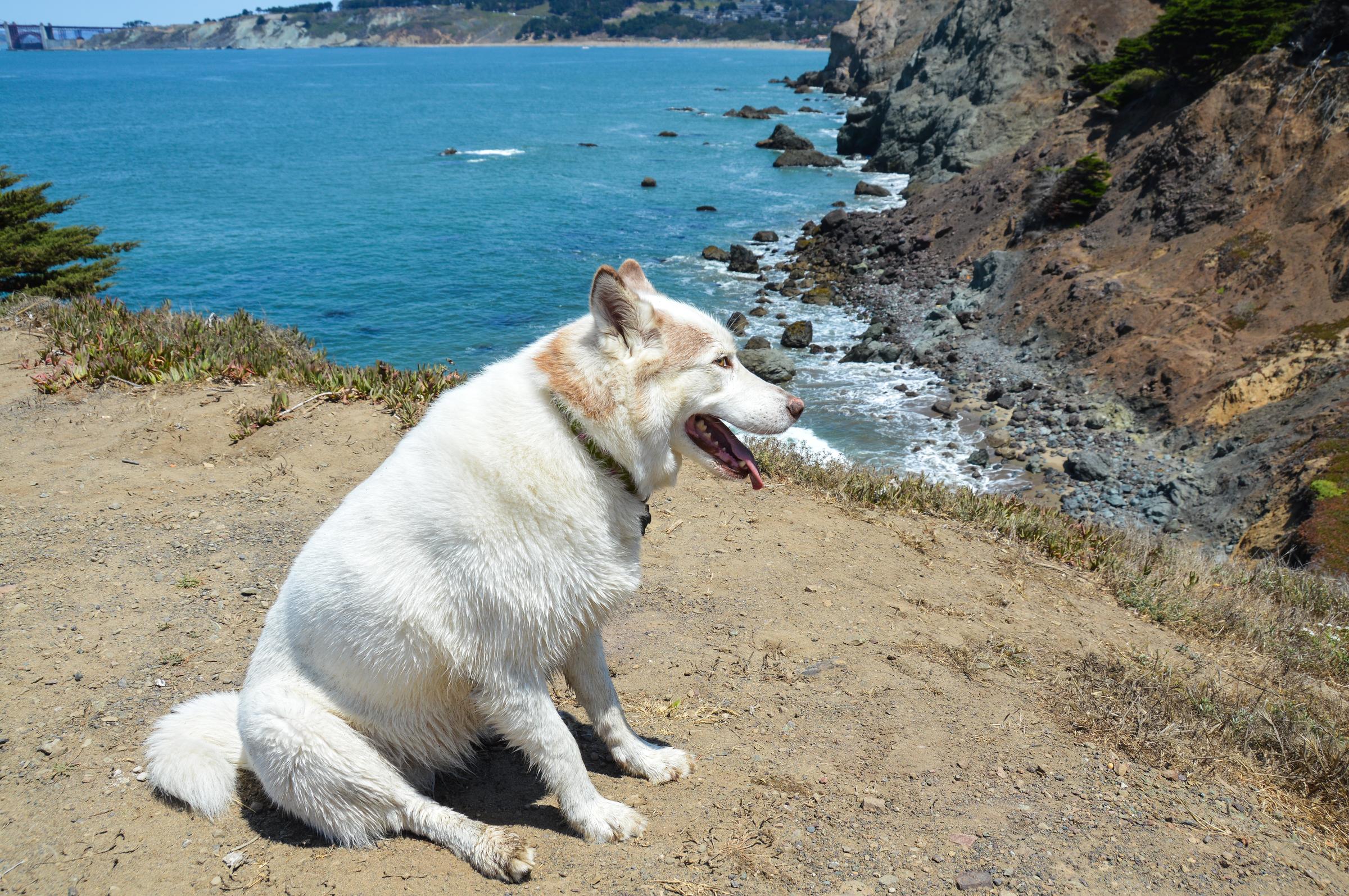 Dog on a Cliff Above the Ocean ⋆ BringFido