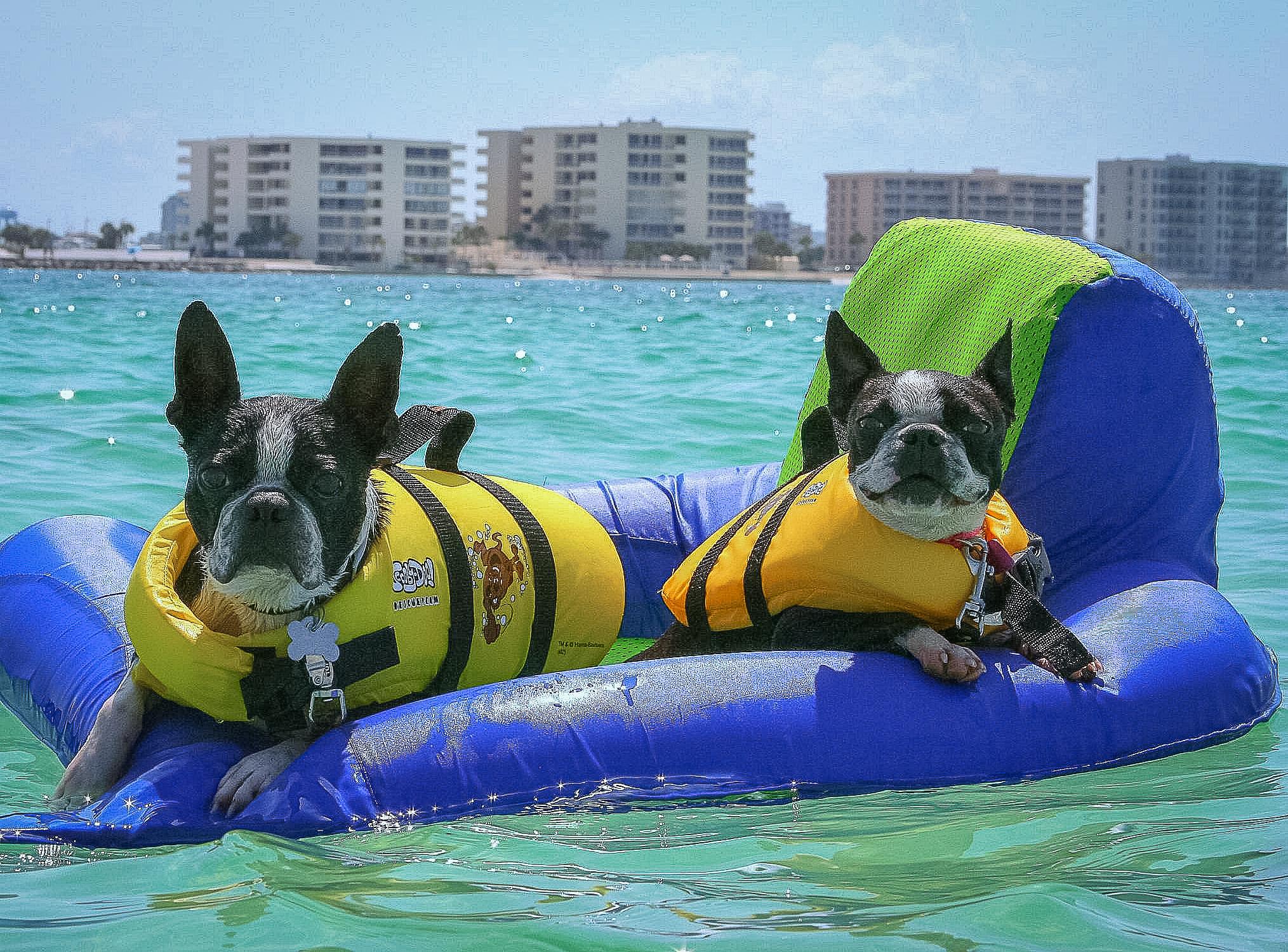 Boston Terriers Float in the Ocean ⋆ BringFido