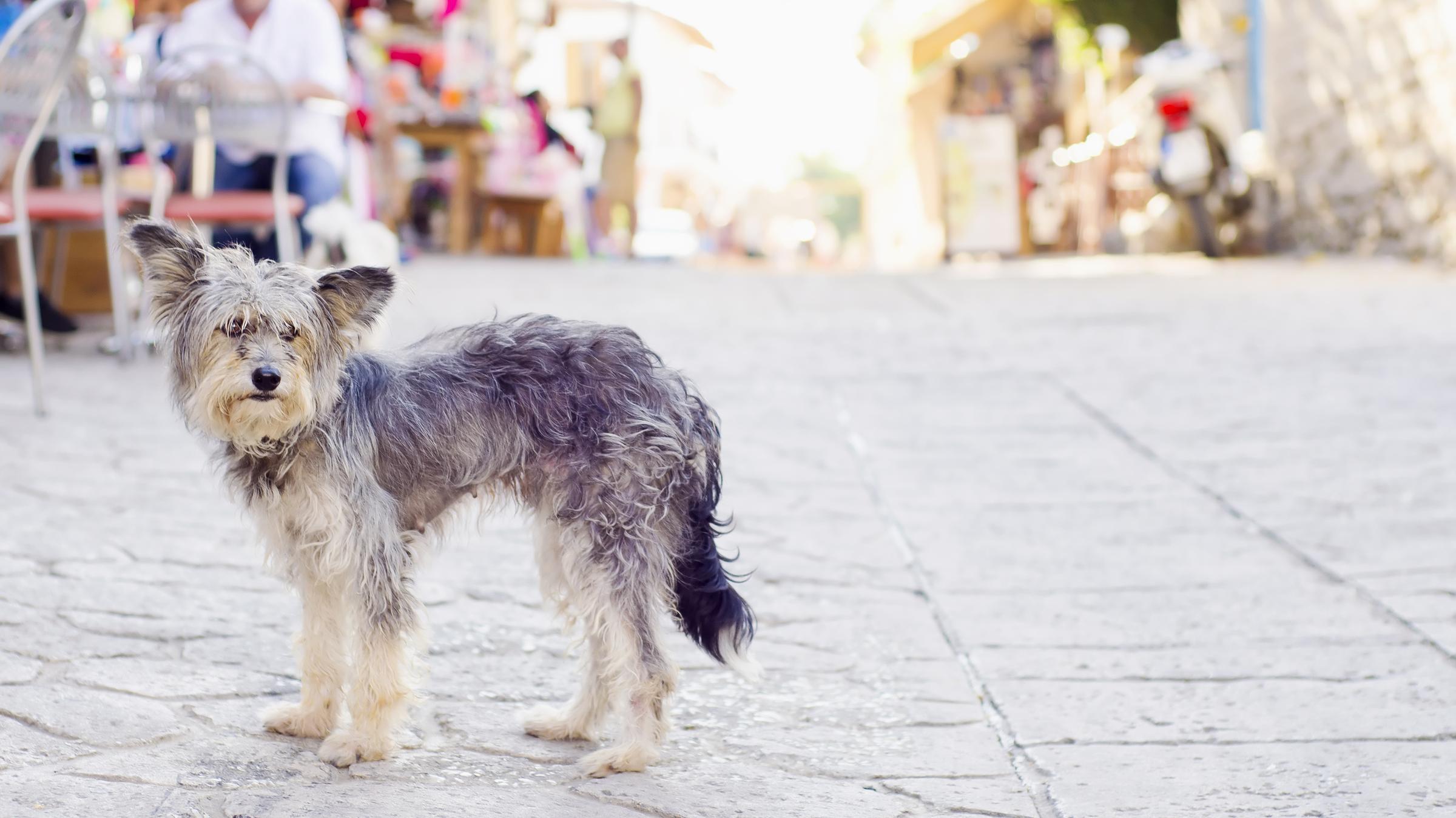 Stray dog in Greece ⋆ BringFido