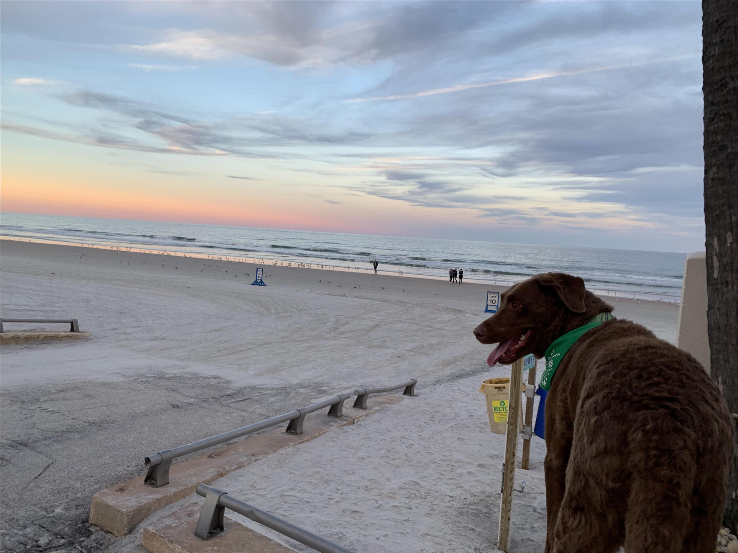 Dog Friendly Daytona Beach Shores Fl Bring Fido