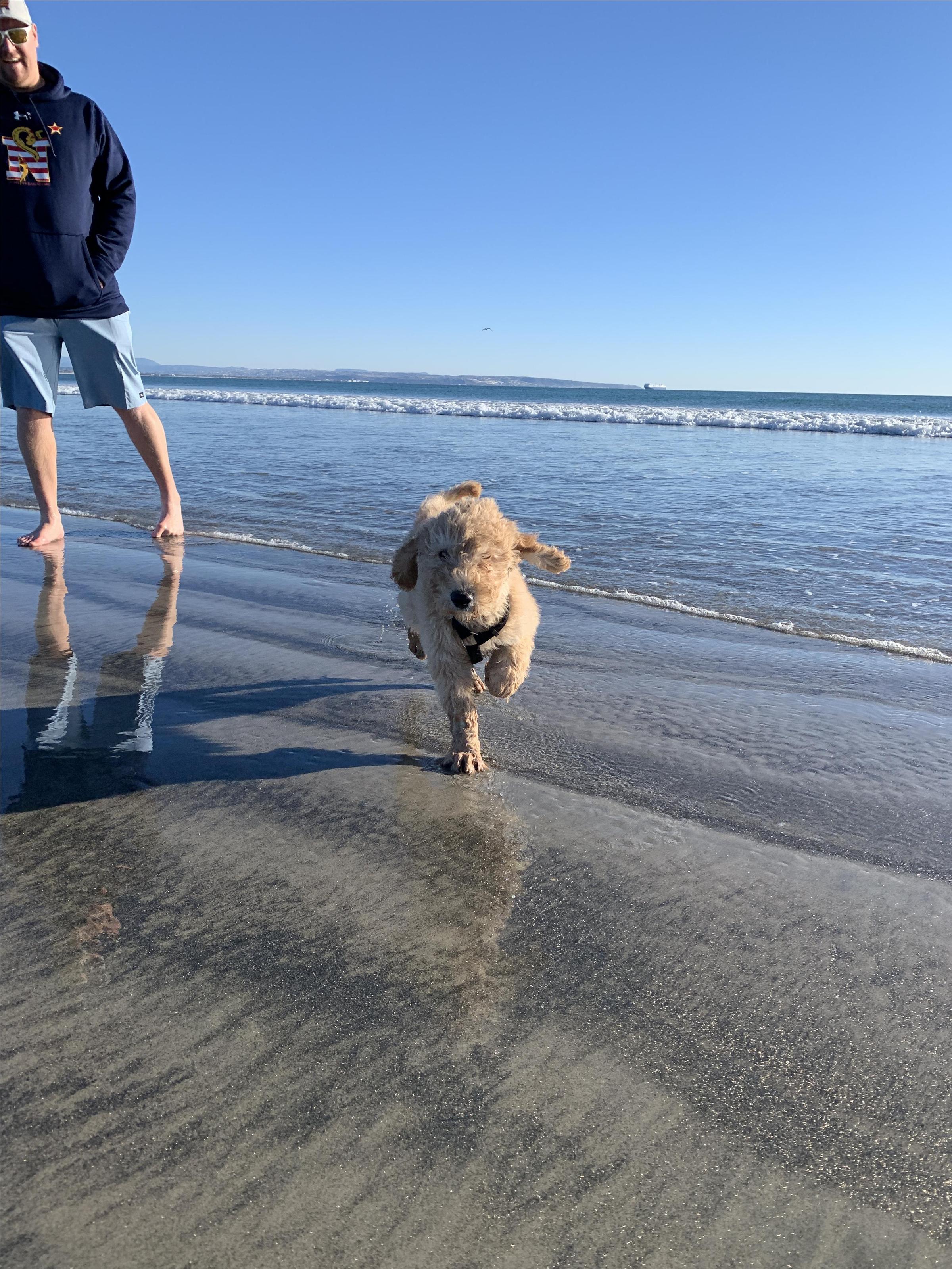 Coronado Dog Beach