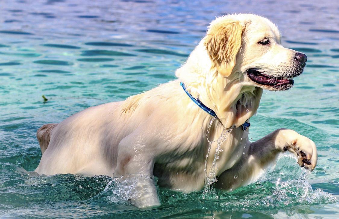 Performance Pups Freshwater Dog Beach