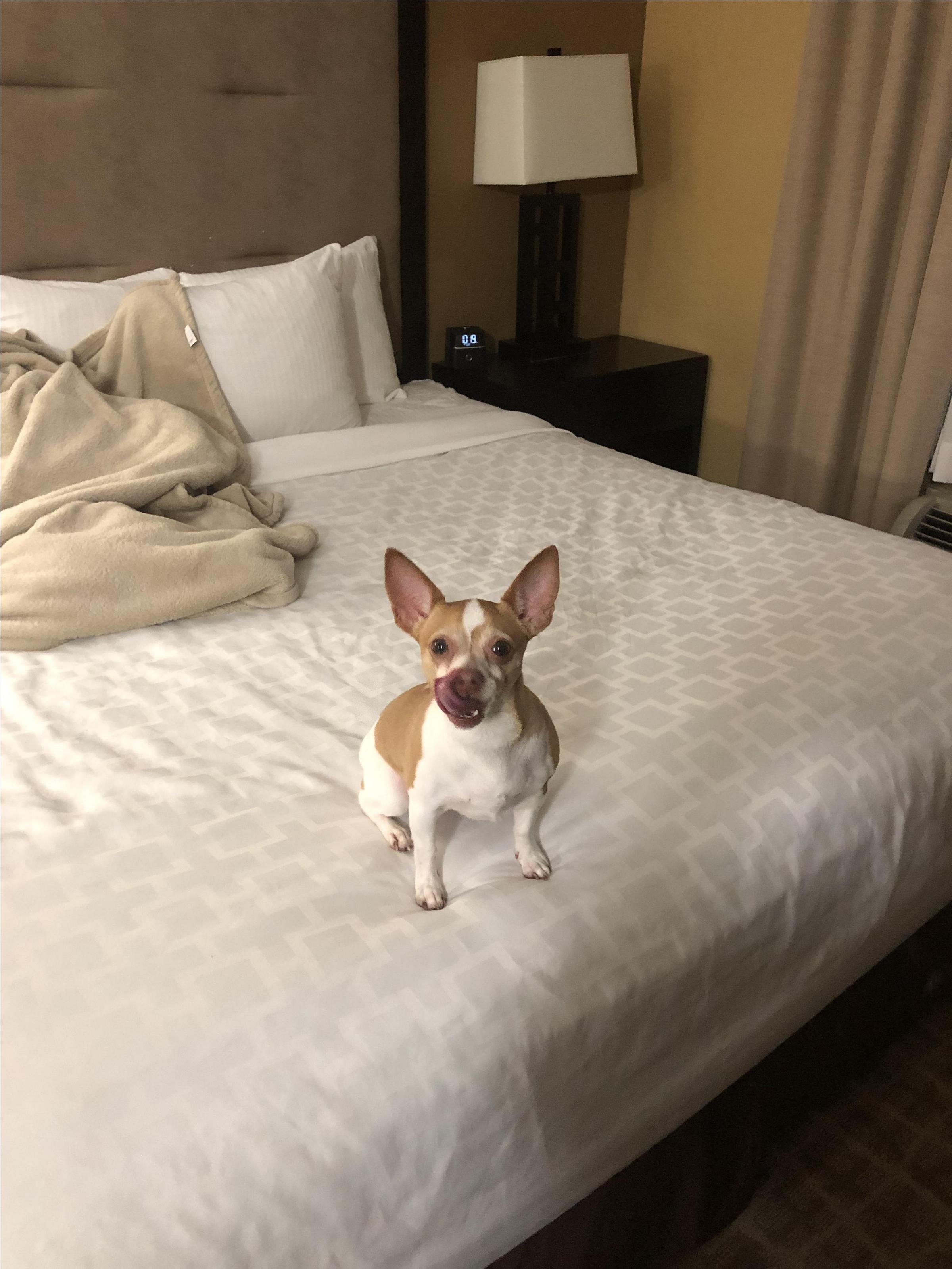 Dog Friendly Hot Springs, AR - Bring Fido