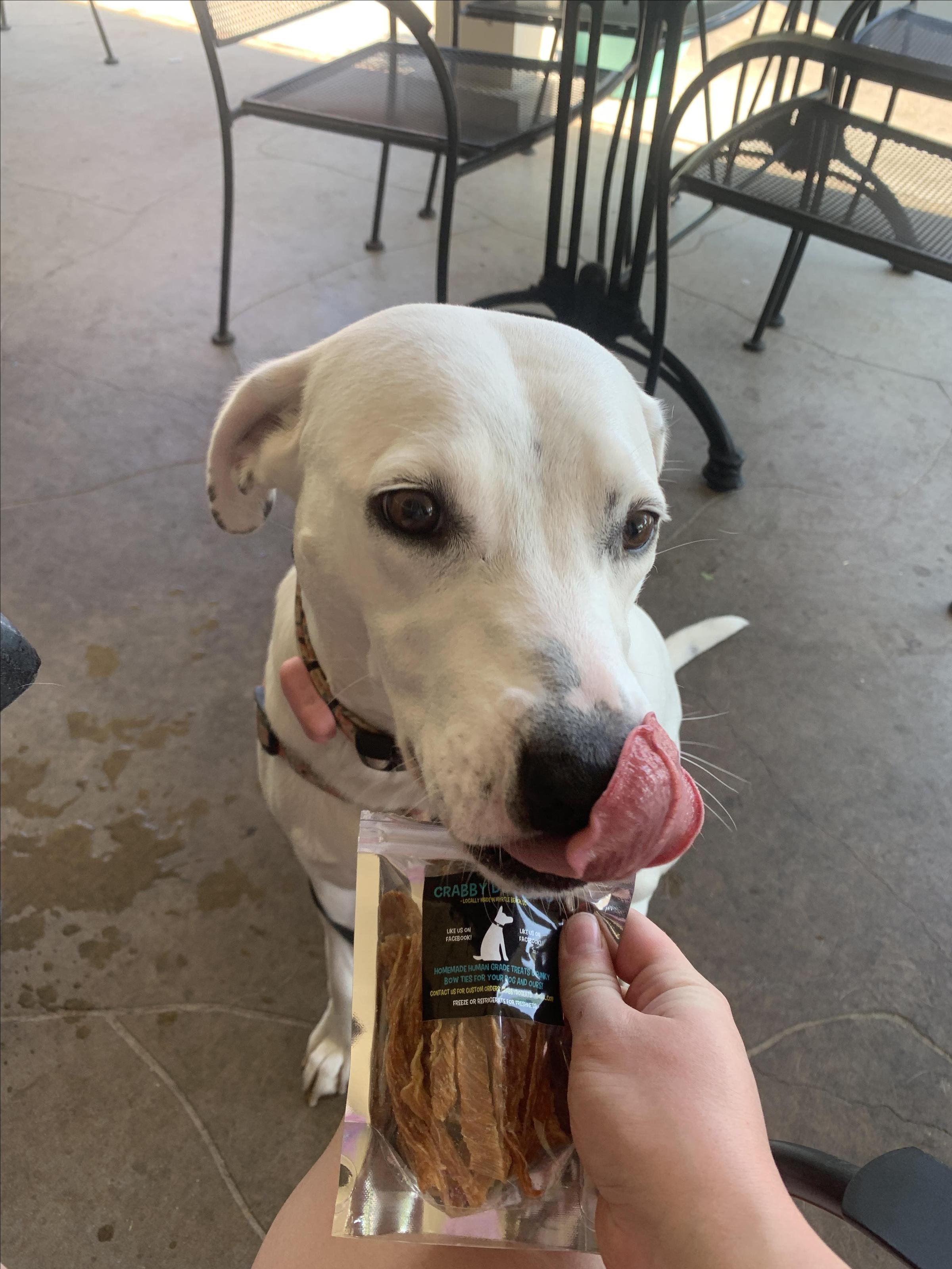 The Sneaky Beagle Is Pet Friendly