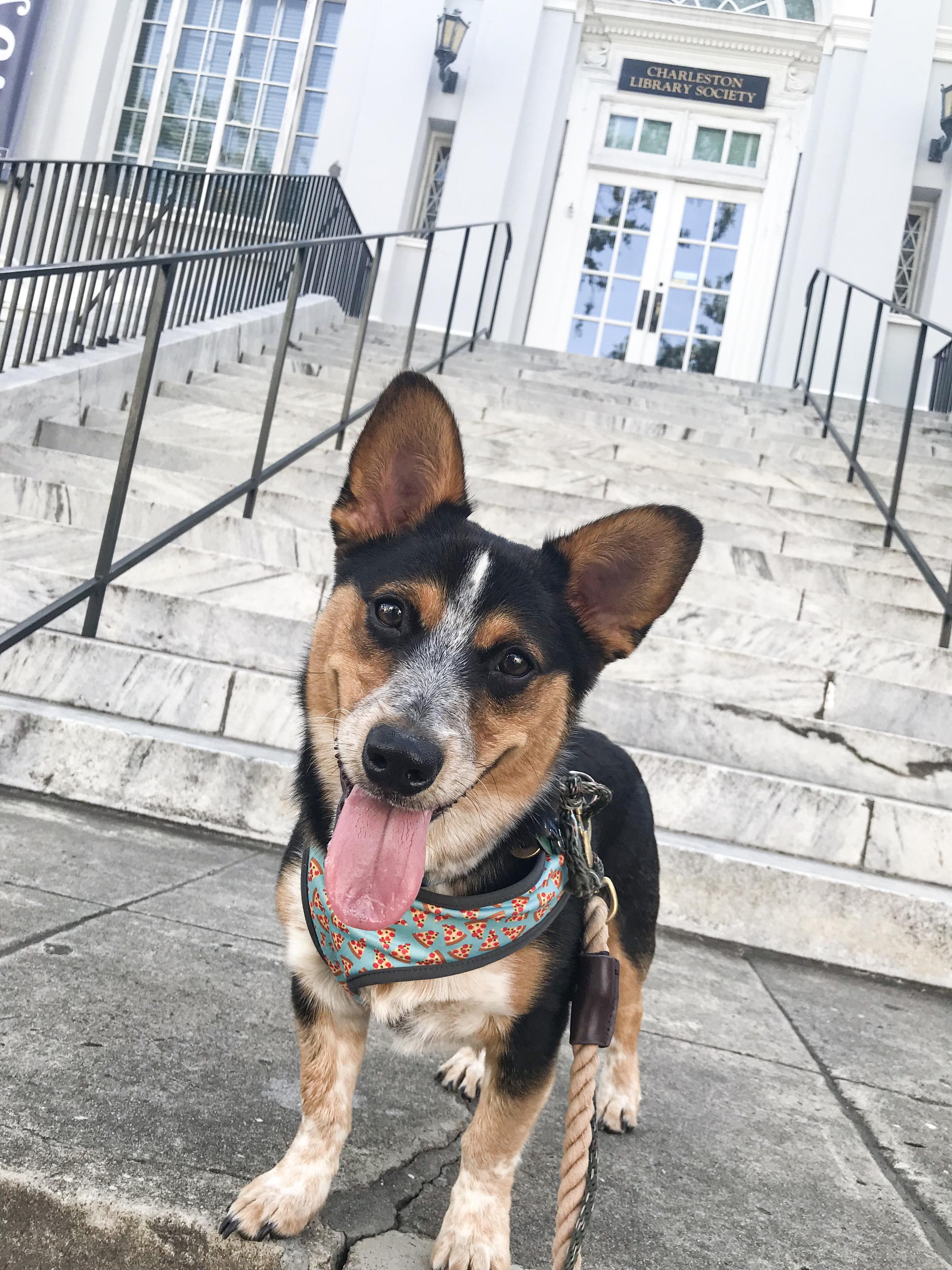 Dog Friendly Charleston, SC