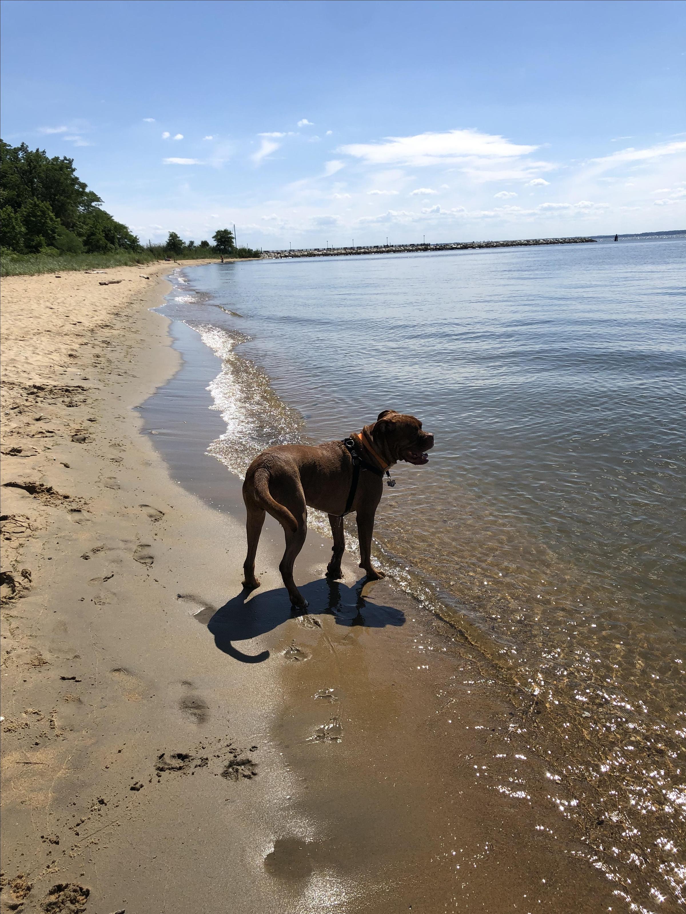 Matapeake Park Dog Beach