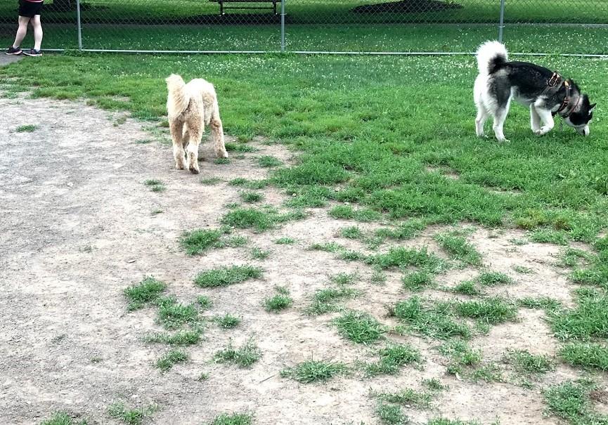 Dog Friendly Pennsylvania - Bring Fido