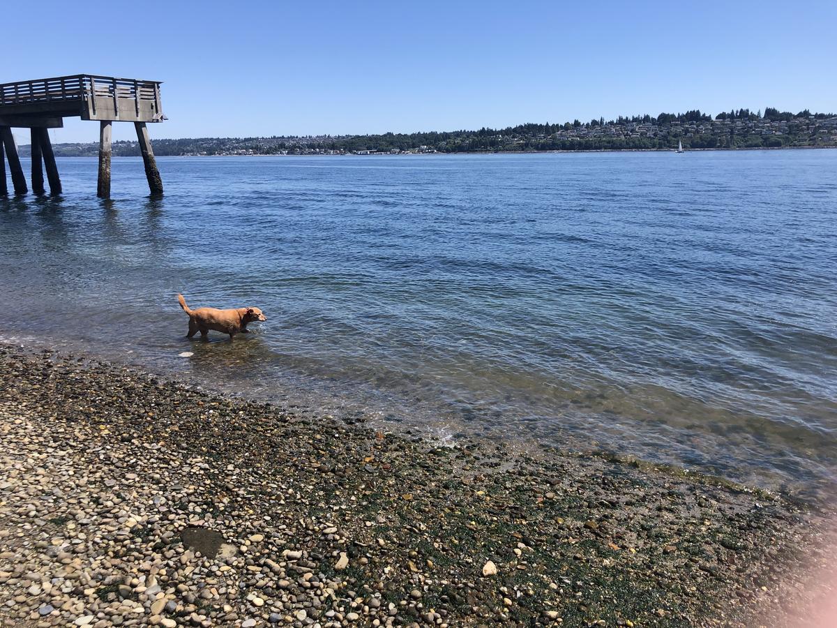 Dog Friendly Fox Island, WA - BringFido