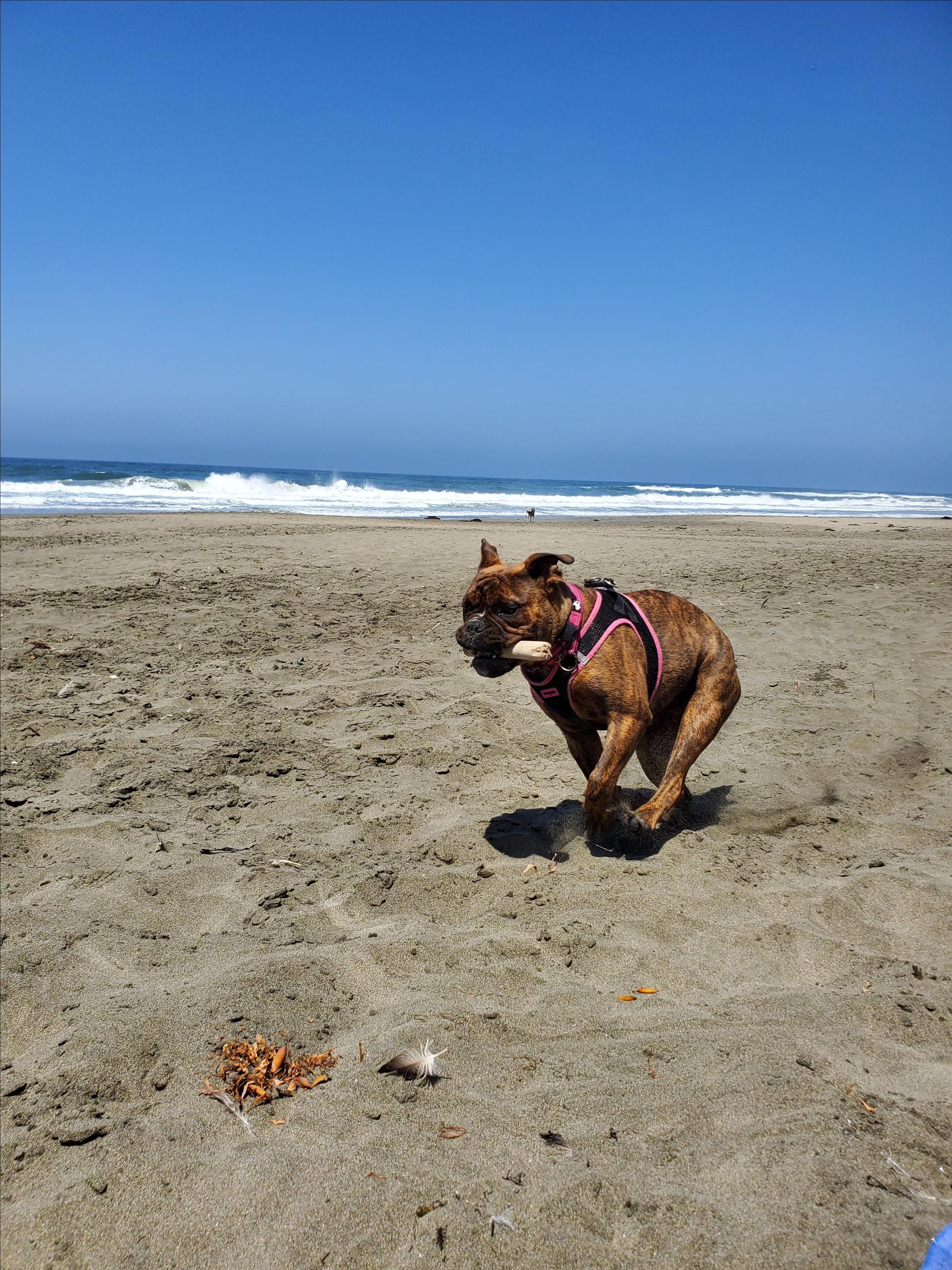 Fort Funston Doggie Beach