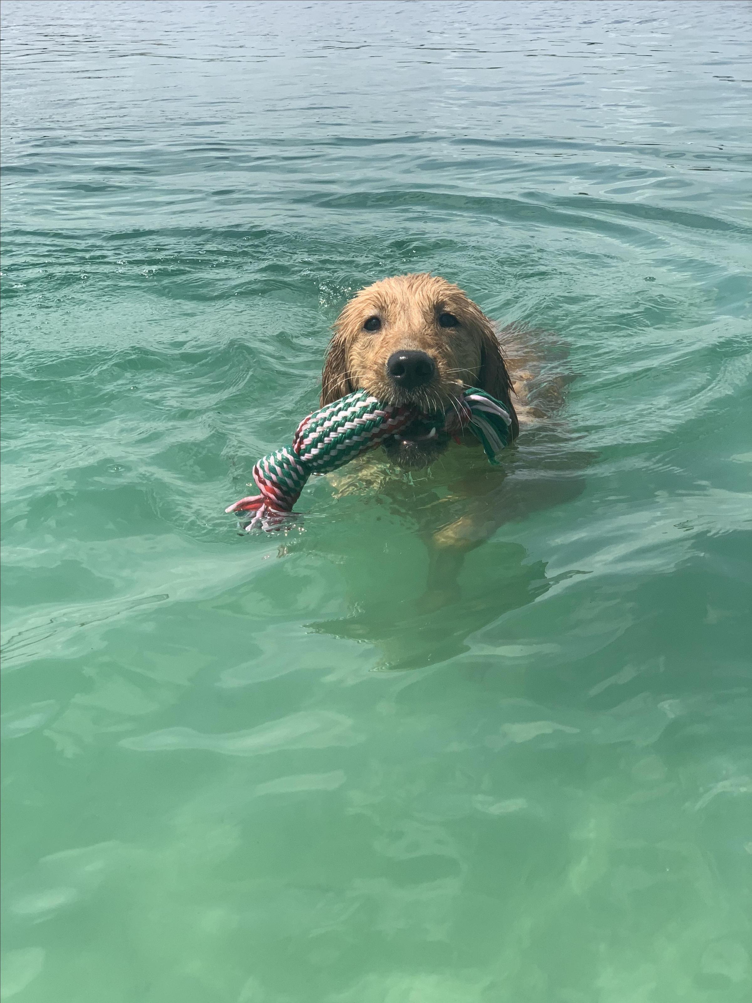 Performance Pups Freshwater Dog Beach
