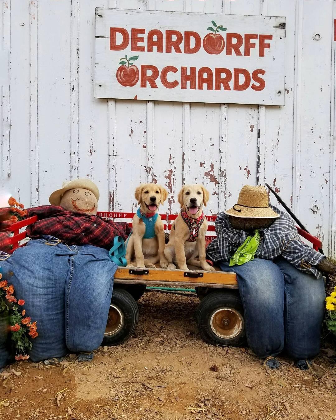 A Peck of Places to Take Your Dog Apple Picking - Bring Fido
