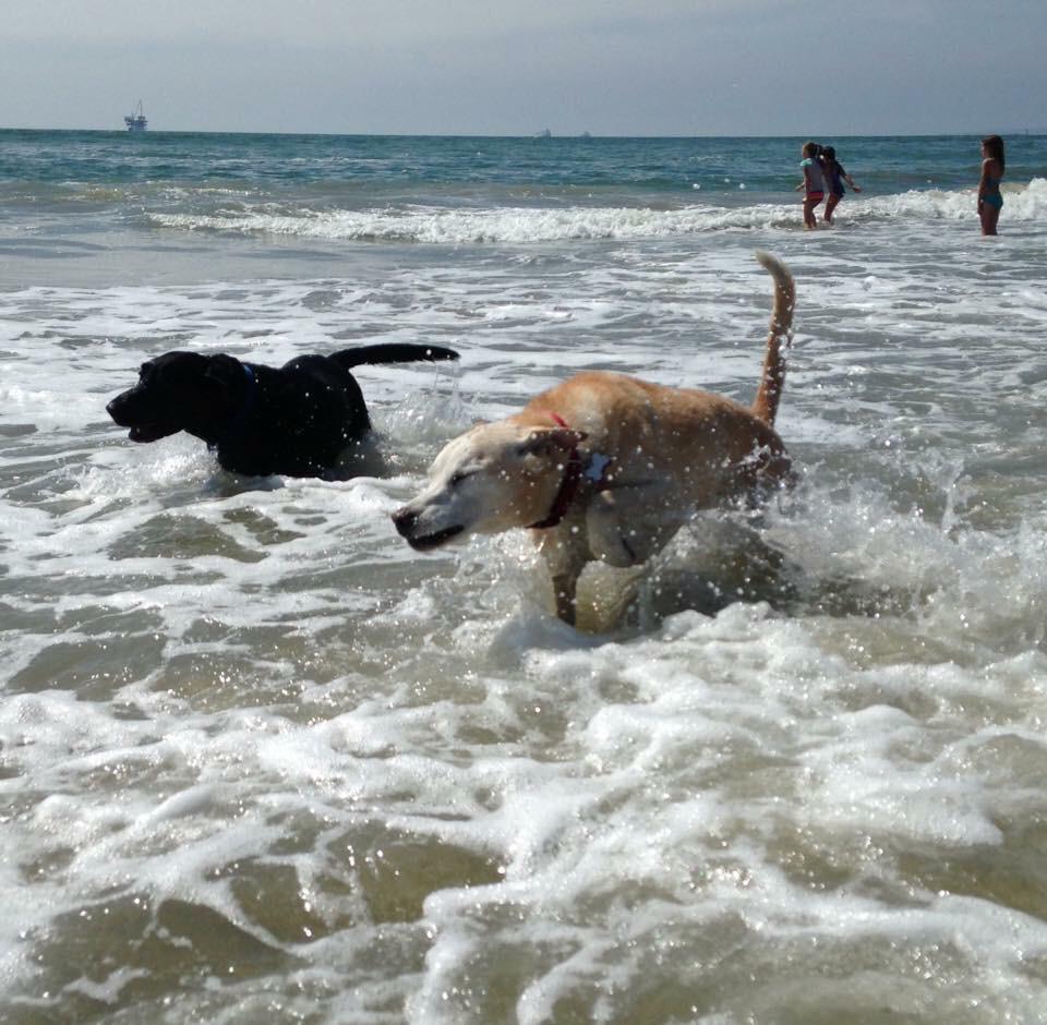 Dog Friendly California - Bring Fido