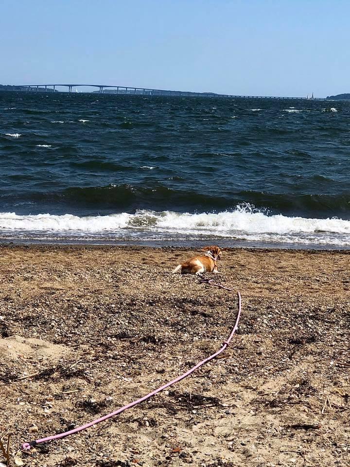 Compass Rose Beach
