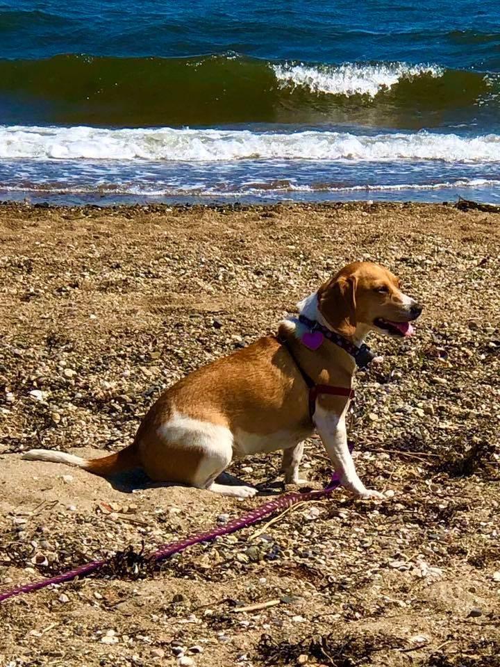 Compass Rose Beach