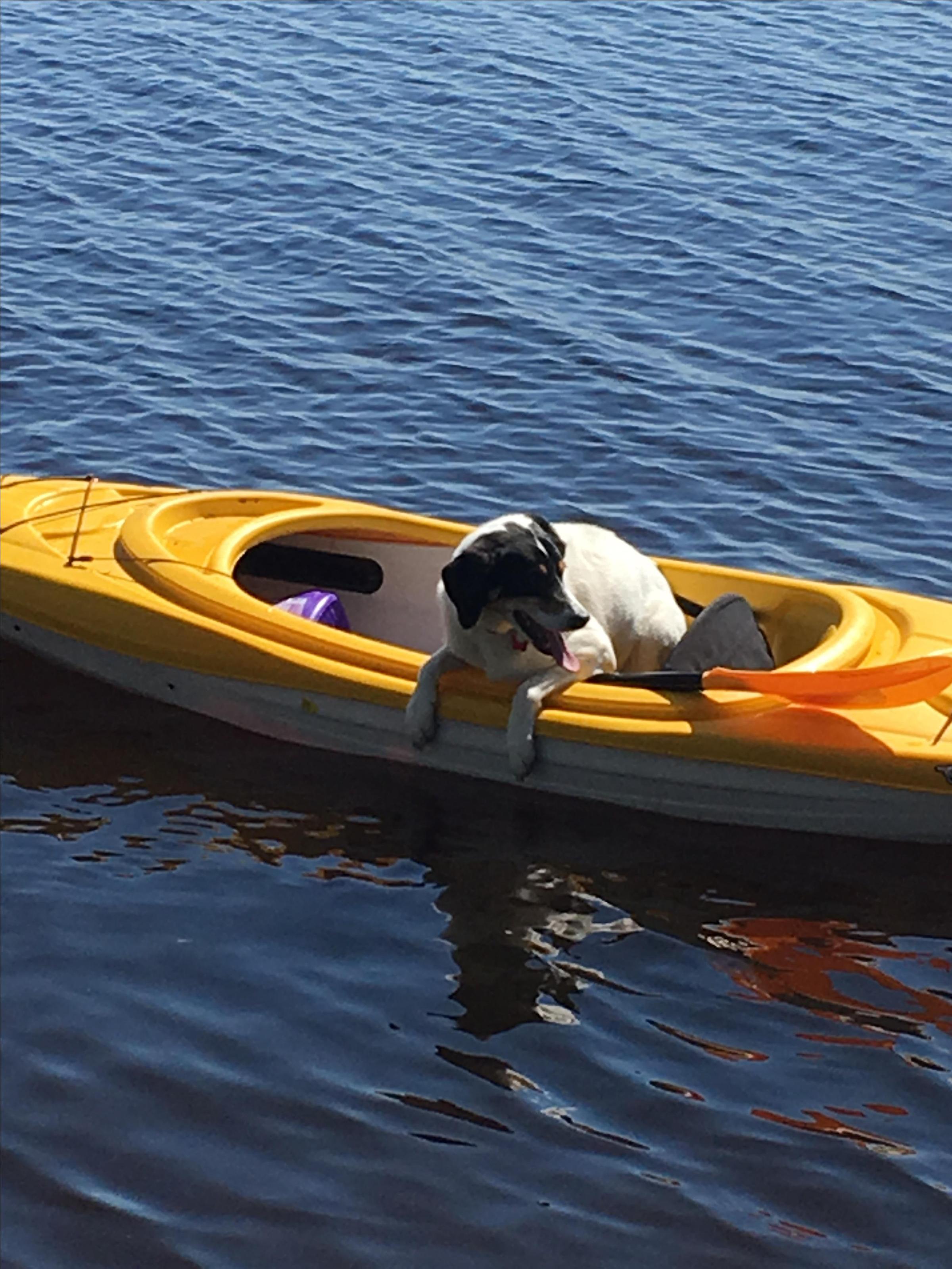 Dog Friendly Michigan - BringFido